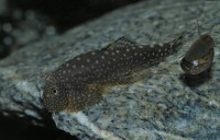 Gastromyzon scitulus — Seriously Fish