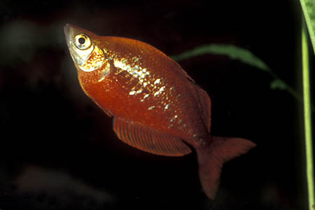 Red Irian Rainbow Fish