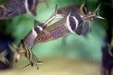 Gnathonemus petersii (Elephantnose Fish) — Seriously Fish