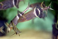 Gnathonemus petersii (Elephantnose Fish) — Seriously Fish