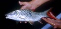Hampala macrolepidota – Hampala Barb (Barbus hampal, Heteroleuciscus ...