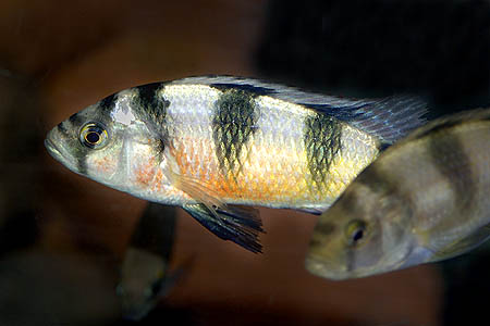 Haplochromis Obliquidens
