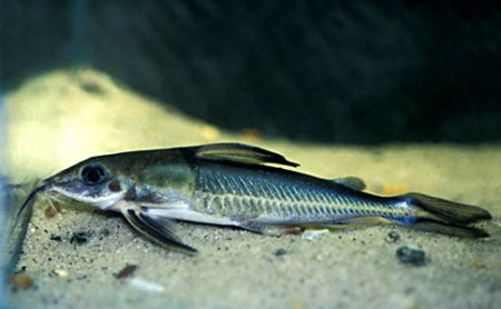 Hassar orestis (Black-top Mouse Catfish) — Seriously Fish