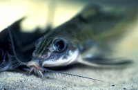 Hassar orestis (Black-top Mouse Catfish) — Seriously Fish