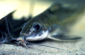 Hassar orestis (Black-top Mouse Catfish) — Seriously Fish
