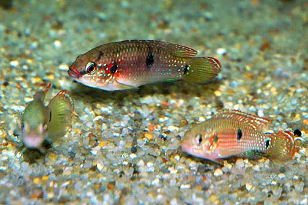 Hemichromis bimaculatus (Jewel Cichlid) — Seriously Fish