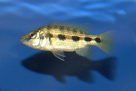 Hemichromis elongatus (Five Star General) — Seriously Fish