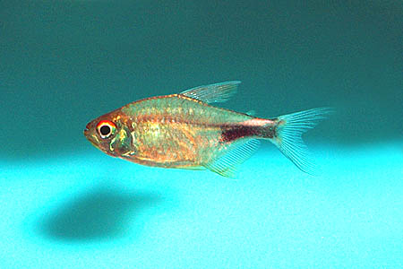 Hemigrammus pulcher (Pretty Tetra) — Seriously Fish