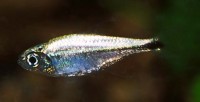 Hemigrammus rodwayi (Golden Tetra) — Seriously Fish