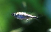 Hemigrammus rodwayi (Golden Tetra) — Seriously Fish