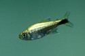 Hemigrammus rodwayi (Golden Tetra) — Seriously Fish