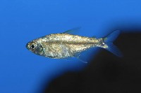 Hemigrammus rodwayi (Golden Tetra) — Seriously Fish