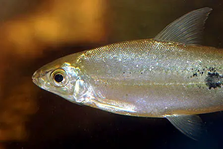 Hemiodus argenteus — Seriously Fish