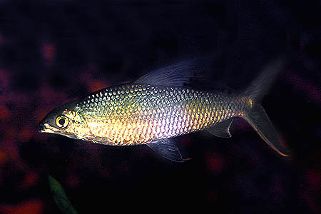 Hemiodus atranalis — Seriously Fish