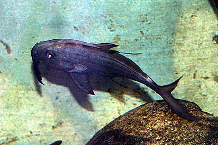Hemisynodontis membranaceus (Moustache Catfish) — Seriously Fish