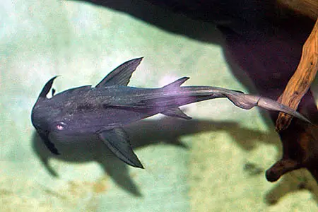 Hemisynodontis membranaceus (Moustache Catfish) — Seriously Fish