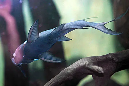 Hemisynodontis membranaceus (Moustache Catfish) — Seriously Fish
