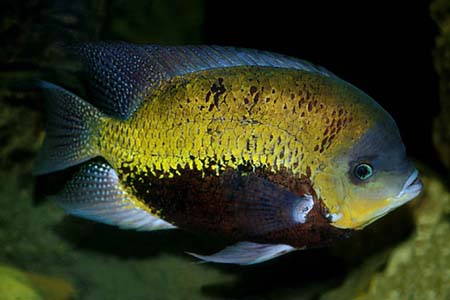 Herichthys pearsei — Seriously Fish