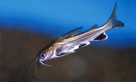 Ariopsis seemanni (Colombian Shark Catfish) — Seriously Fish