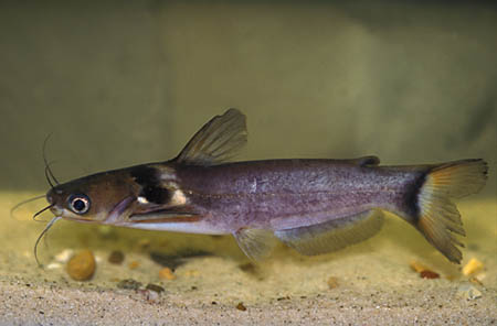 Horabagrus nigricollaris (Black Collared Catfish) — Seriously Fish