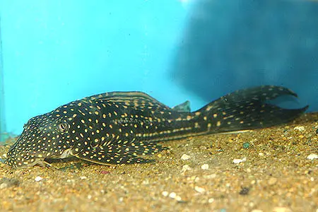 Hypostomus regani (Giant White Spot Plec) — Seriously Fish