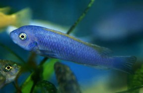 Labeotropheus trewavasae (Trewavas' Cichlid) — Seriously Fish