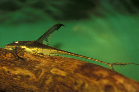 Lamontichthys llanero — Seriously Fish