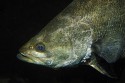 Lates niloticus (Nile Perch) — Seriously Fish