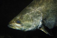 Lates niloticus (Nile Perch) — Seriously Fish