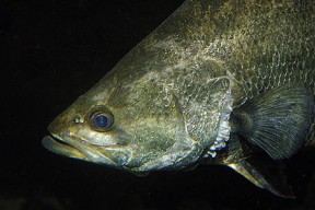 Lates niloticus (Nile Perch) — Seriously Fish