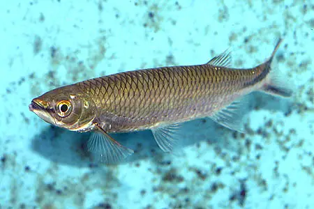 Luciosoma setigerum – Apollo Shark (Barbus podonemus, Luciosoma ...