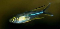 Marosatherina ladigesi (Celebes Rainbowfish) — Seriously Fish