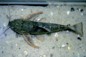Megalechis picta – Bar-tailed Hoplo (Callichthys sulcatus, Hoplosternum ...