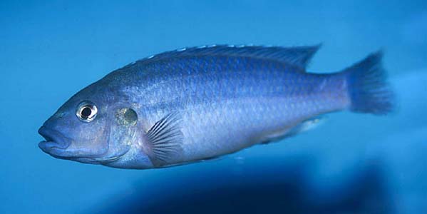 Melanochromis lepidiadaptes — Seriously Fish