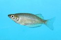 Melanotaenia splendida rubrostriata (Red-striped Rainbowfish ...