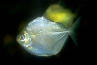 Metynnis hypsauchen (Silver Dollar) — Seriously Fish