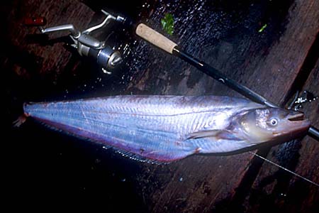 Micronema bleekeri (Bleeker's Sheatfish) — Seriously Fish