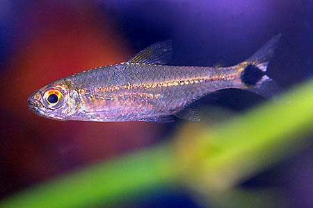 Moenkhausia - Alchetron, The Free Social Encyclopedia