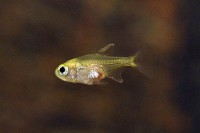 Moenkhausia pittieri (Diamond Tetra) — Seriously Fish
