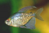Moenkhausia pittieri (Diamond Tetra) — Seriously Fish