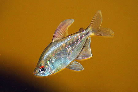 Moenkhausia pittieri (Diamond Tetra) — Seriously Fish
