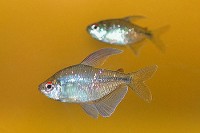 Moenkhausia pittieri (Diamond Tetra) — Seriously Fish