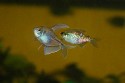 Moenkhausia pittieri (Diamond Tetra) — Seriously Fish