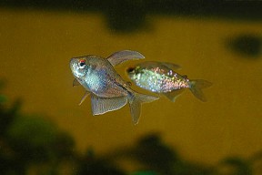 Moenkhausia pittieri (Diamond Tetra) — Seriously Fish