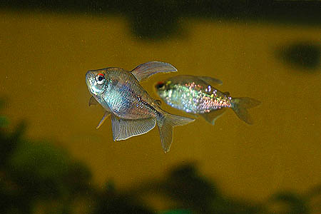 Moenkhausia pittieri (Diamond Tetra) — Seriously Fish
