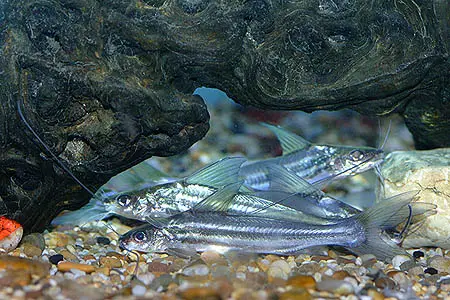 Mystus rhegma — Seriously Fish