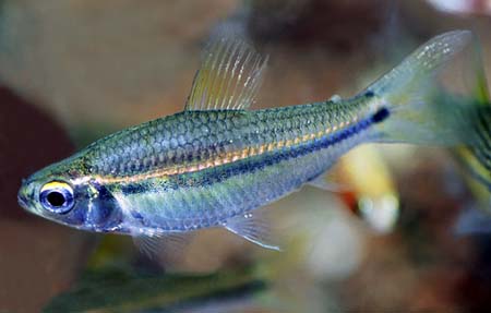 Nannaethiops unitaeniatus (One-lined African Characin) — Seriously Fish