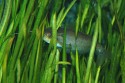 Ompok bimaculatus (Butter Catfish) — Seriously Fish