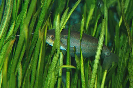 Ompok bimaculatus (Butter Catfish) — Seriously Fish