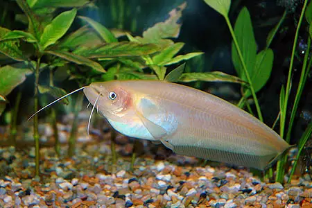 Ompok bimaculatus (Butter Catfish) — Seriously Fish